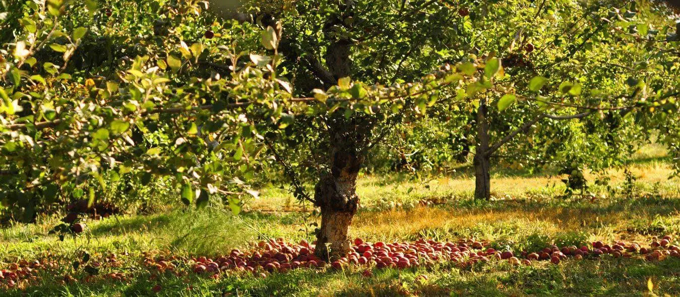 Small Plot, Big Impact: A Beginner’s Guide to Permaculture