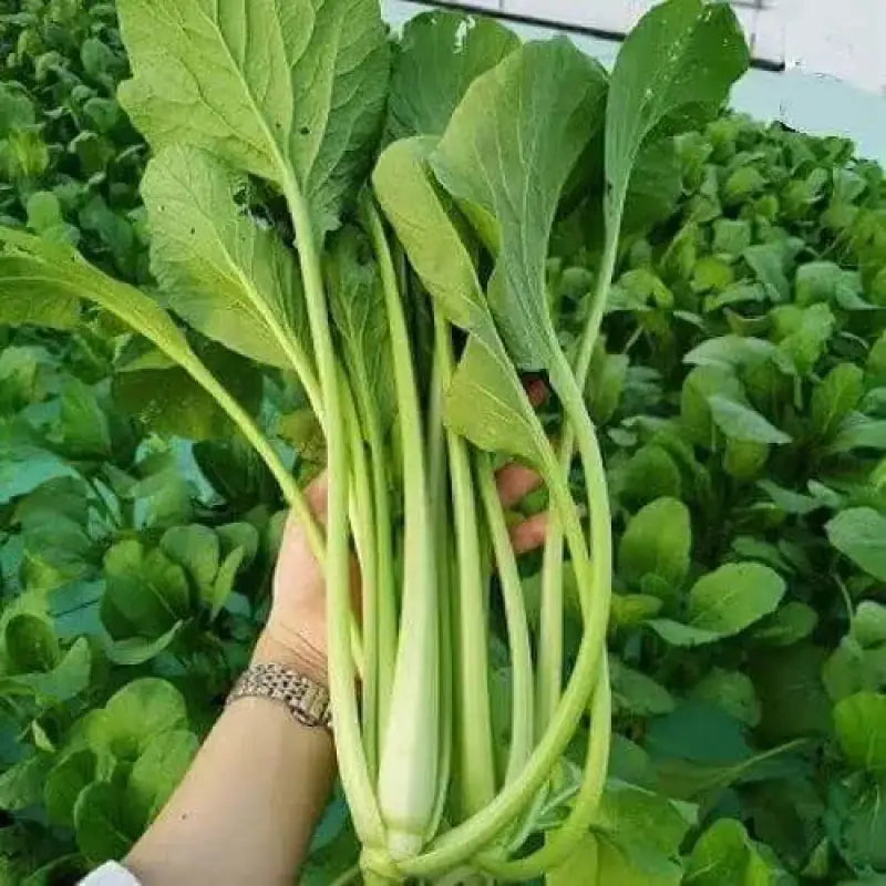 Choy Sum Seeds for Planting 3000 seeds x 2 pack