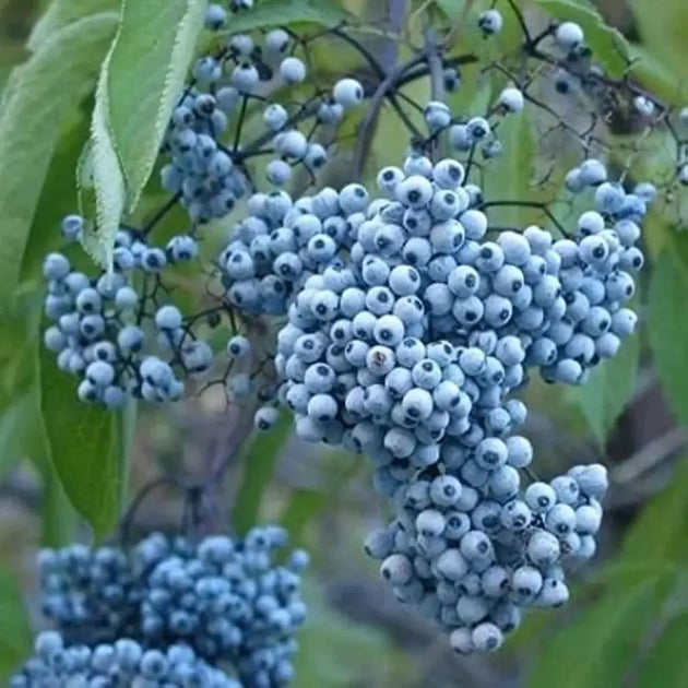 100 Blue Elderberry Seeds Fruit Gardens Sambucus Caerulea Tree Shrub