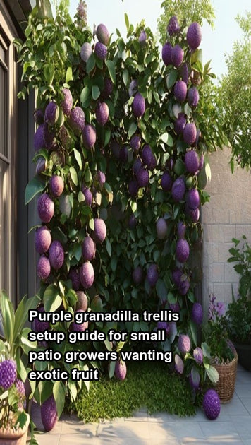 Purple granadilla trellis setup guide for small patio growers wanting ...