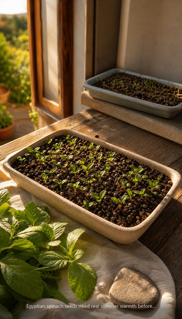 Egyptian spinach seeds need real summer warmth before they sprout ...