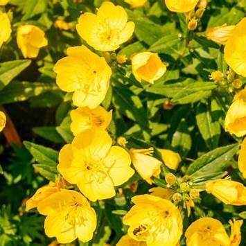 Evening Primrose (Oenothera sp.): Edible, Medicinal, and Garden ...