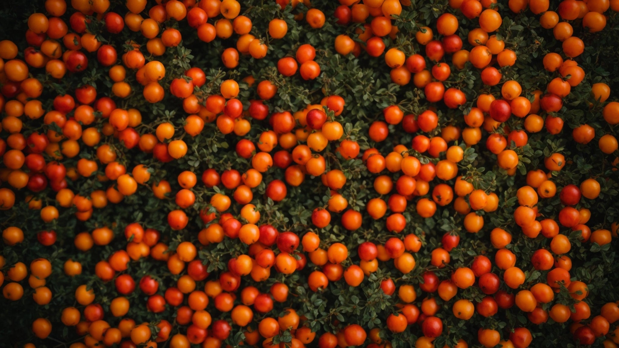 Harnessing the Power of Hawthorn: Identification, Uses & Benefits ...