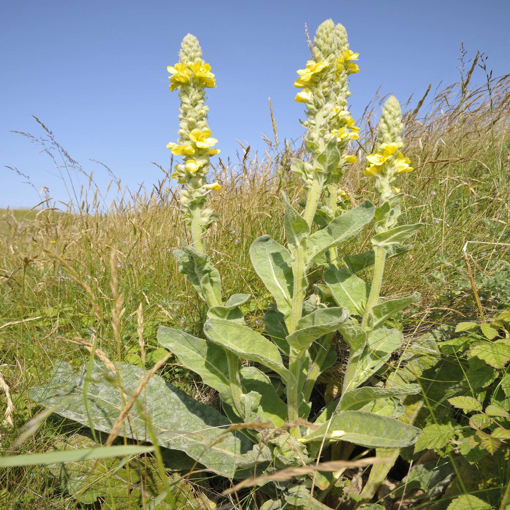 The Ultimate Guide to Growing Mullein from Seeds