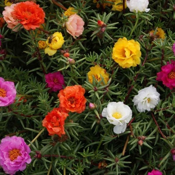 The Ultimate Guide to Growing Moss Rose from Seeds