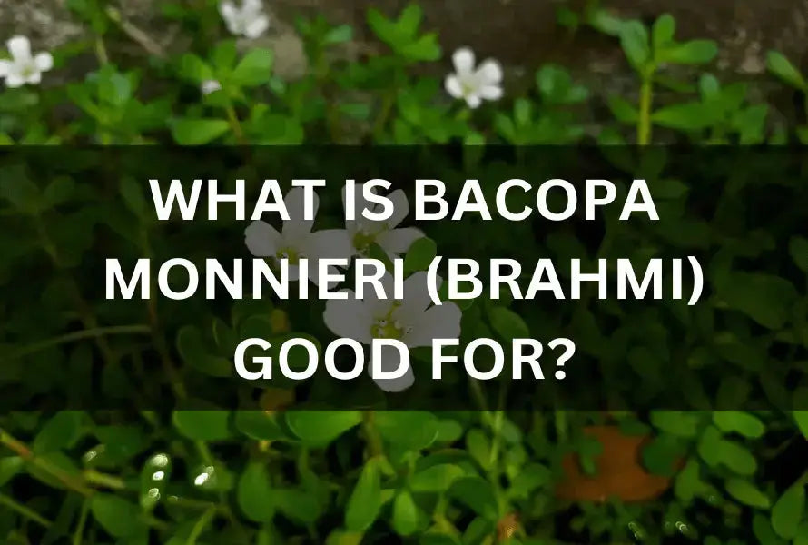 Bacopa monnieri (brahmi): potential benefits, side effects, and safe ...
