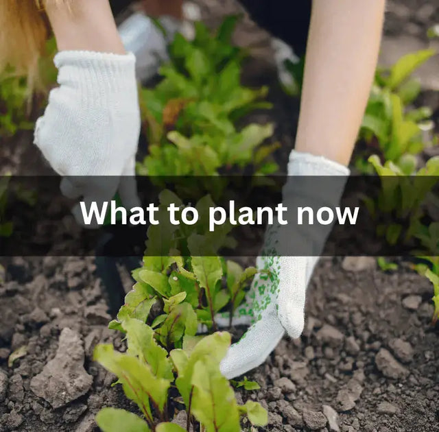 Best Plants to Grow in Spring and Summer: A Simple, Reliable List