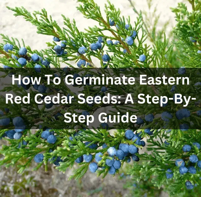 Growing Eastern Red Cedar JUNIPERUS VIRGINIANA – REDCEDAR, EASTERN