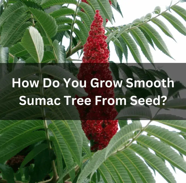 Grow smooth sumac from seed: scarify, stratify, and site it right
