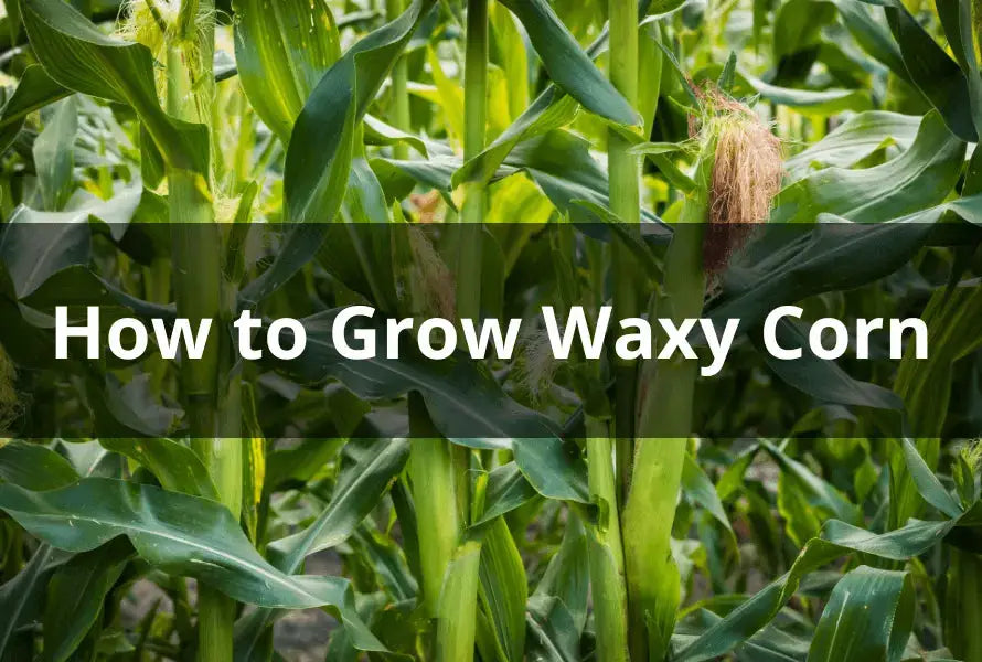 Growing Waxy Corn in Your Garden