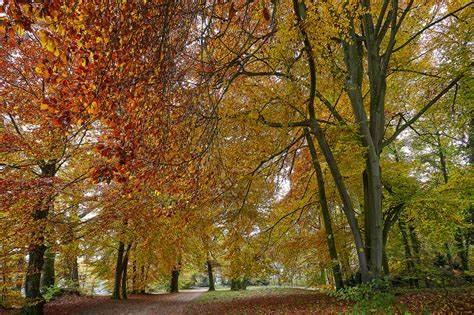 Guide to Beech Trees and Their Uses