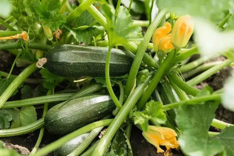 The Importance of Pollination for Squash Plants