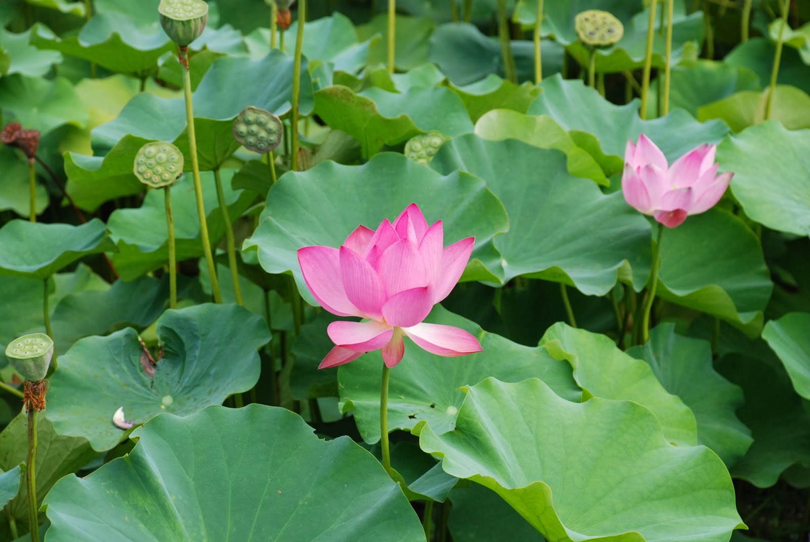 The Ultimate Guide to Lotus Leaf Tea: Benefits of Liancha, Yeoncha, and ...