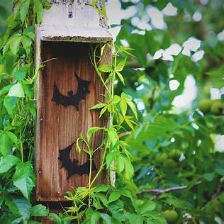 Why Your Garden Needs Bats: Tips & Tricks to Attract These Nighttime ...