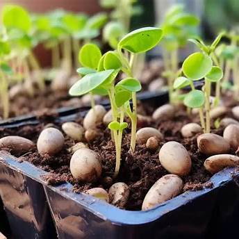 A Beginner's Guide to Growing Peanuts at Home in Recycled Plastic ...