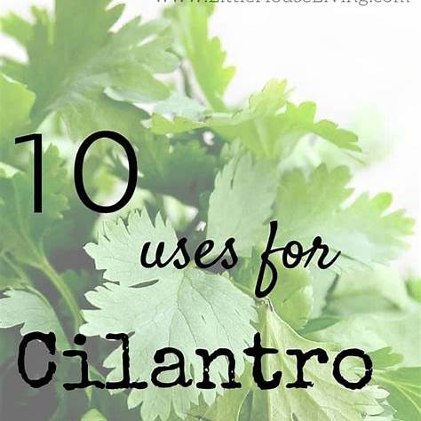 10 Practical Uses for Cilantro You Never Knew About: A Comprehensive ...