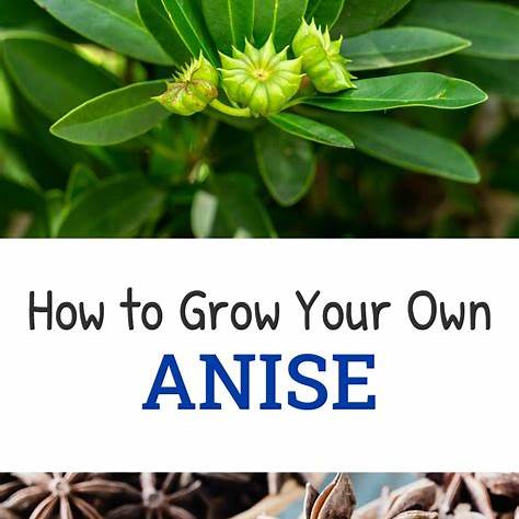 From Seed to Spice: Your 2025 Guide to Growing Anise at Home in Containers