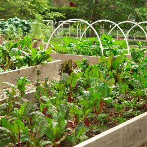 Beginner Vegetable Garden Tips: A Comprehensive Guide to Growing Your ...