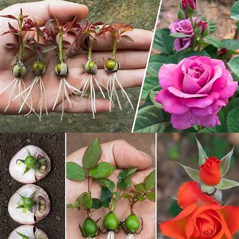 Unlocking New Blooms: A Comprehensive Guide to Rose Calyx Propagation ...