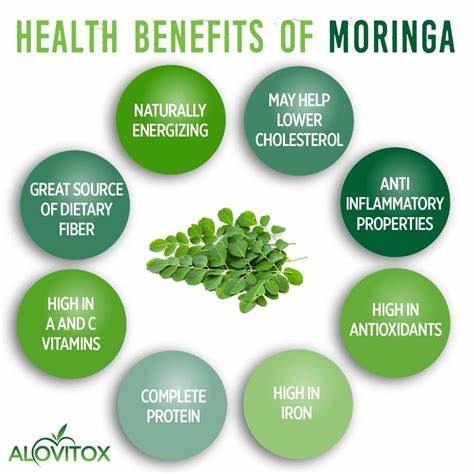 Discover the Miracle Tree: Top 10 Health Benefits of Moringa & How to ...