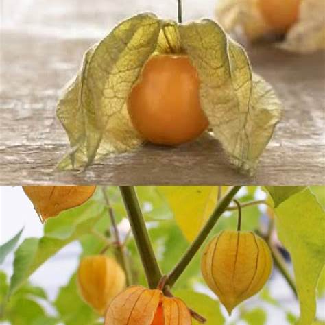 Goldenberries: What They Do for You, How to Use Them, and Safety That’s ...