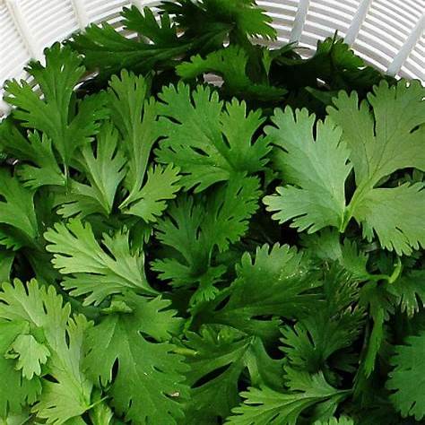 Why Cilantro Tastes Like Soap: A Deep Dive into Genetics, Taste ...