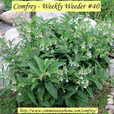 Comfrey Benefits and Uses: A Comprehensive Guide to This Healing Herb ...
