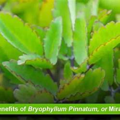 11 Powerful Benefits of Miracle Leaf of Life (Bryophyllum pinnatum) in 2025