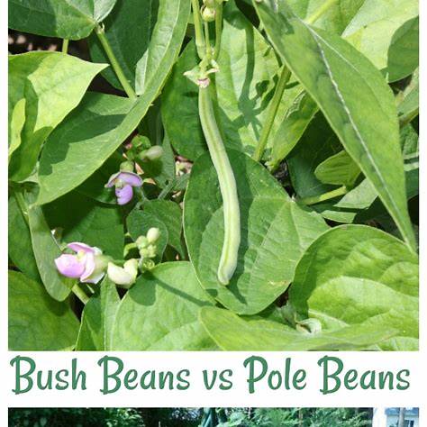 Bush Beans vs. Pole Beans: Your 2025 Guide to a Bountiful Bean Harvest