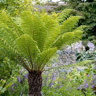 Unfurling the Secrets of Fern Leaves: A Comprehensive Guide to Benefits ...