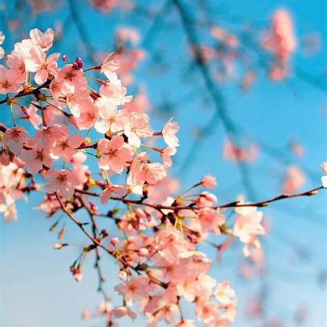 Sakura Milk Tea: An Immersive Journey into the Heart of Cherry Blossom ...