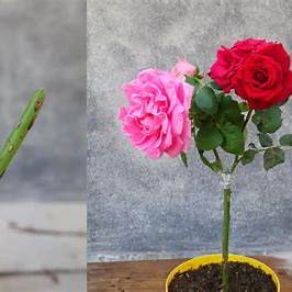 How to Graft a Rose Bush of Different Colors: A Comprehensive Guide for ...