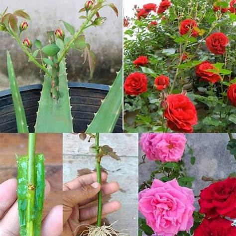 Unlock Your Garden's Potential: How to Propagate Roses with Aloe Vera ...
