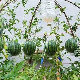 How to Grow Sweet, Succulent Watermelons Using Pallets: A 2025 Guide to ...