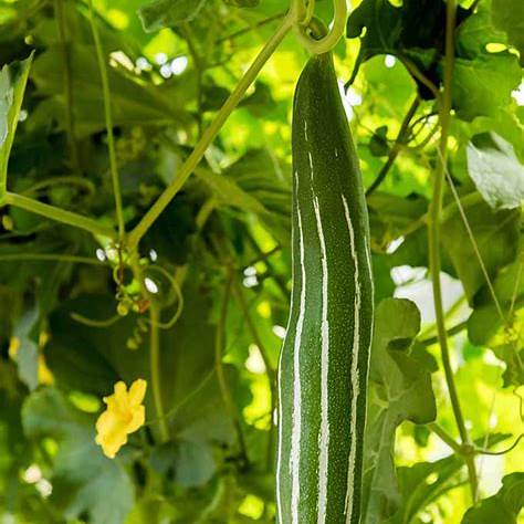 How to Grow Loofah at Home: A Complete Guide to Cultivating Natural Sponges