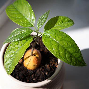 Propagate Avocado Trees from Leaves: Complete Step-by-Step Guide 2025