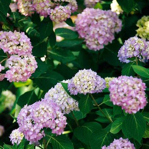 Hydrangea Guide: How to Grow, Care for, and Choose the Perfect ...