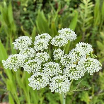 Water Hemlock Identification & Safety