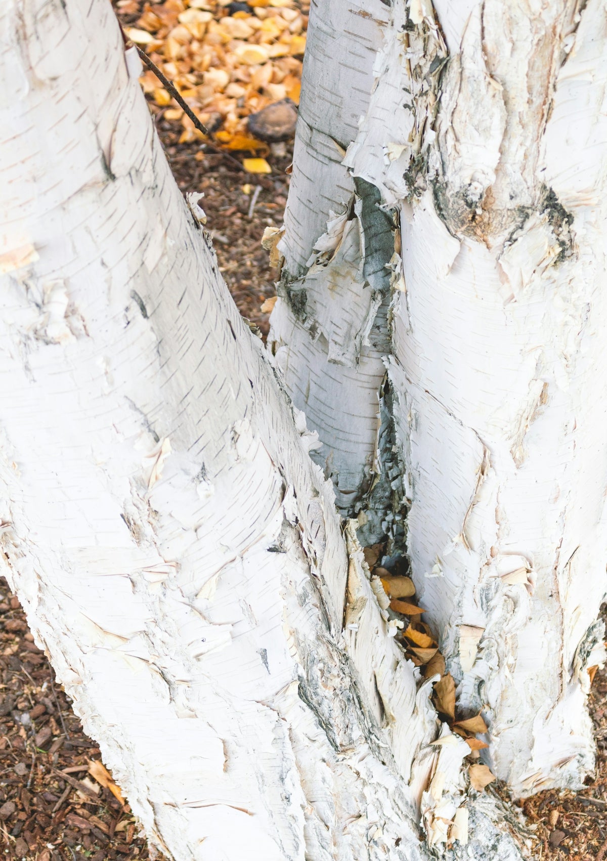 Unleashing the Elegance of White Paper Birch in Your Landscape