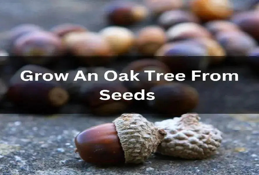 Learning Full Guide On How To Grow An Oak Tree From Seeds