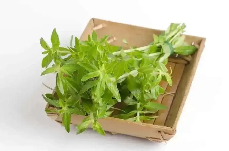 How to Grow Rice Paddy Herb in Raised Beds Around Garden Water Features