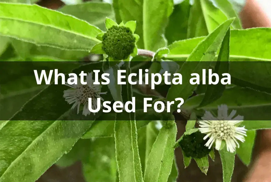 Unlocking the Potential: What is Eclipta Alba Used For?