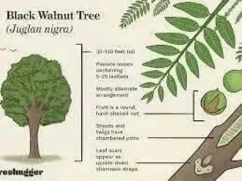 Black Walnut Tree Seeds 10 seeds - Grow Juglans Nigra Plant Seeds