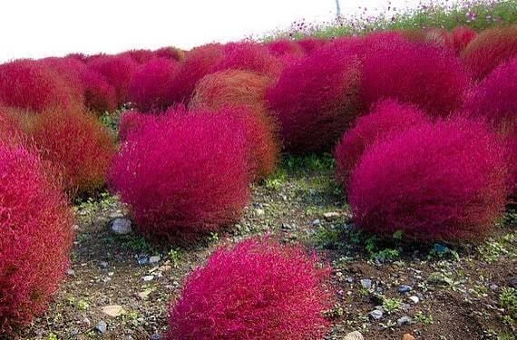 2 pack x 200 Kochia Scoparia Seeds Co Doi Mau Seeds for Planting ...