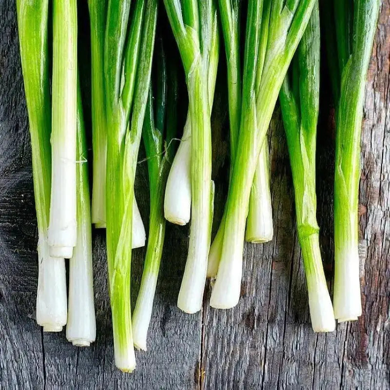 2500-Seed Green Onion Scallion Seeds