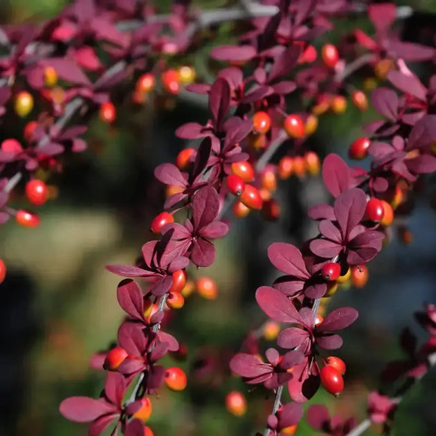 4 pack x 15 seeds Japanese Barberry Seeds Thunbergii Red Thunberg's ...