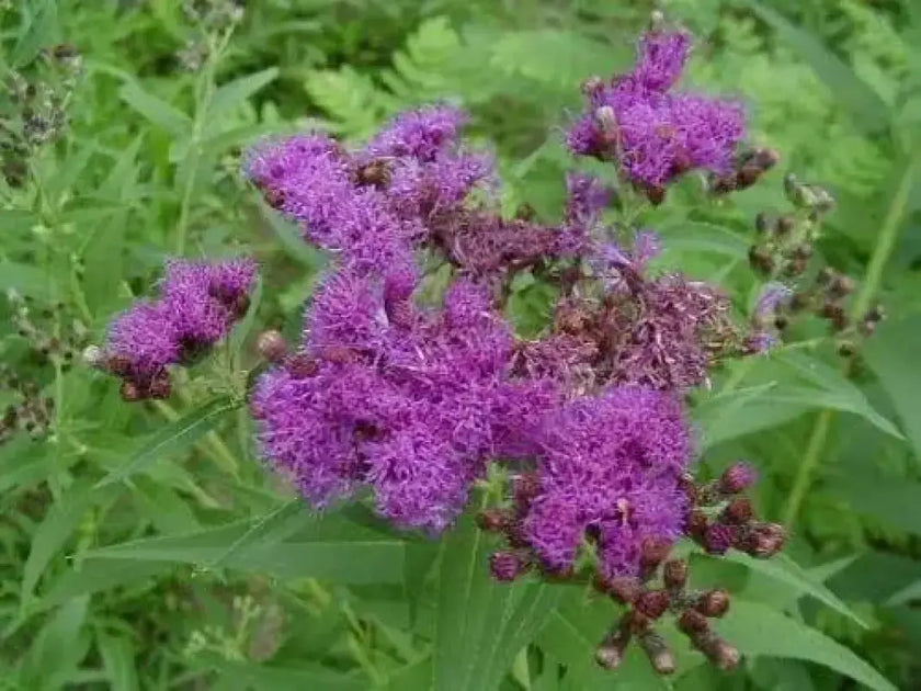 1000 Ironweeds Seeds for Planting Vernonia Fasciculata