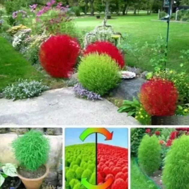 4 pack x 200 Kochia Scoparia Seeds Co Doi Mau Seeds for Planting Scopa