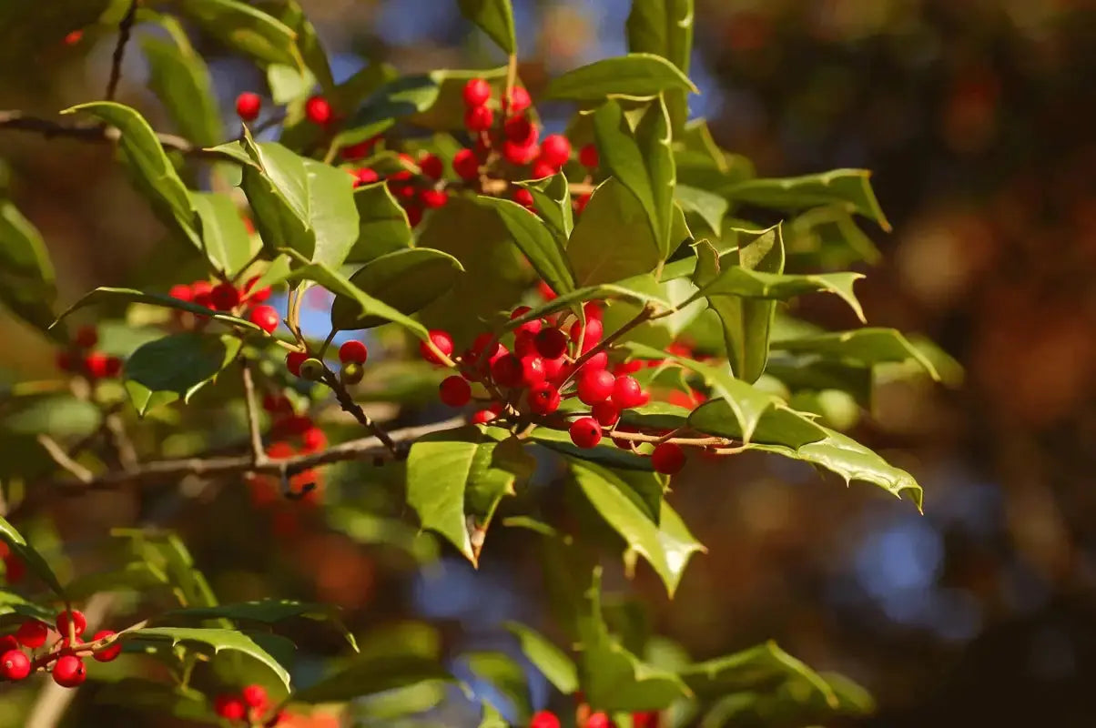 Grow Your Own American Holly Tree seeds 50 seeds