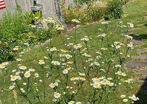 The Many Health Benefits of Daisy Fleabane